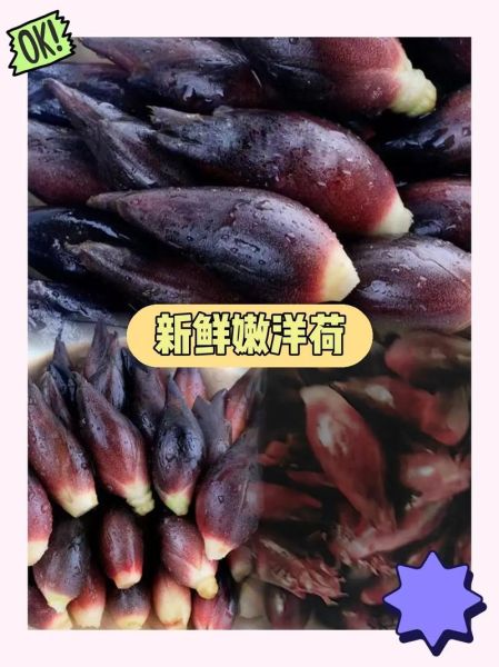阳荷姜的功效与作用_阳荷姜怎么吃最好-第2张图片-山城妙识 阳荷姜的功效与作用_阳荷姜怎么吃最好-第2张图片-山城妙识
