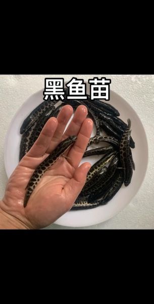 黑鱼养殖周期多久_黑鱼几个月可以出售-第1张图片-山城妙识 黑鱼养殖周期多久_黑鱼几个月可以出售-第1张图片-山城妙识