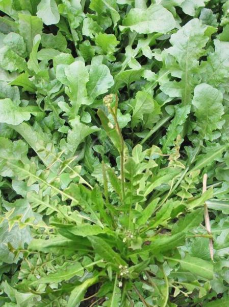荠荠菜种类图片_荠荠菜有几种-第1张图片-山城妙识