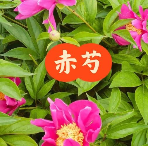 赤芍的功效与作用有哪些_赤芍的禁忌症是什么-第3张图片-山城妙识
