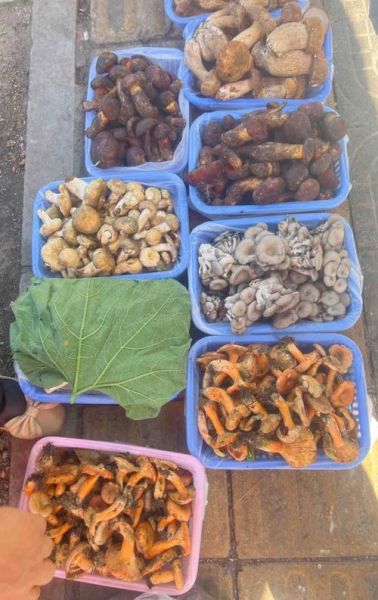 蘑菇图片大全_如何辨别可食用蘑菇-第1张图片-山城妙识 蘑菇图片大全_如何辨别可食用蘑菇-第1张图片-山城妙识