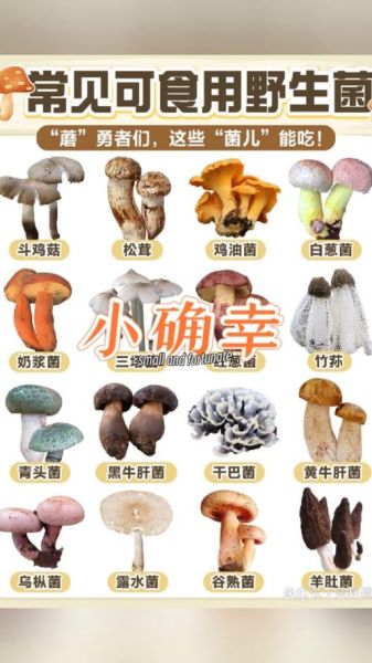 蘑菇图片大全_如何辨别可食用蘑菇-第3张图片-山城妙识 蘑菇图片大全_如何辨别可食用蘑菇-第3张图片-山城妙识