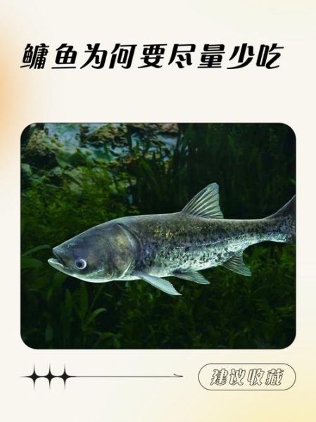鳙鱼的营养价值高吗_鳙鱼的缺点有哪些-第3张图片-山城妙识 鳙鱼的营养价值高吗_鳙鱼的缺点有哪些-第3张图片-山城妙识