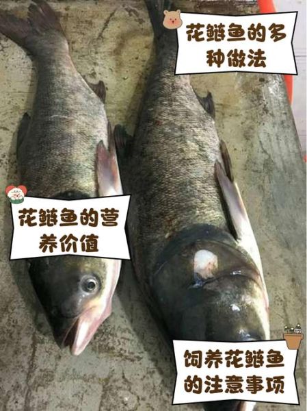 鳙鱼的营养价值高吗_鳙鱼的缺点有哪些-第1张图片-山城妙识 鳙鱼的营养价值高吗_鳙鱼的缺点有哪些-第1张图片-山城妙识