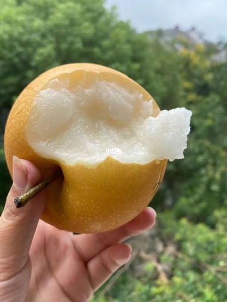 冰糖秋月梨的功效与作用_冰糖秋月梨怎么煮止咳润肺-第2张图片-山城妙识 冰糖秋月梨的功效与作用_冰糖秋月梨怎么煮止咳润肺-第2张图片-山城妙识