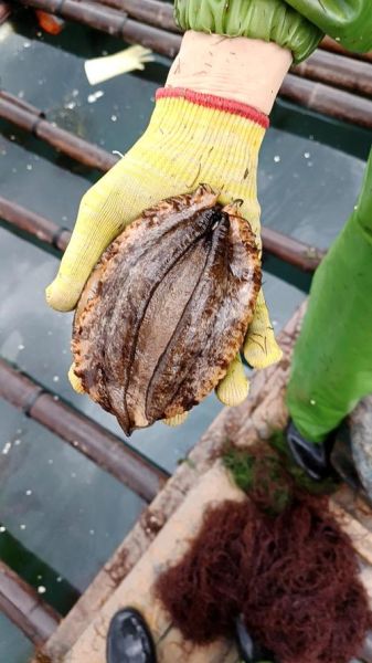 鲍鱼怎么保存最新鲜_活鲍鱼放冰箱能活几天-第3张图片-山城妙识 鲍鱼怎么保存最新鲜_活鲍鱼放冰箱能活几天-第3张图片-山城妙识