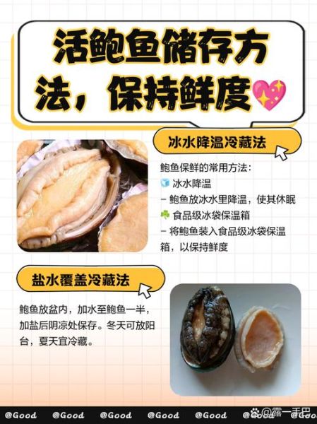 鲍鱼怎么保存最新鲜_活鲍鱼放冰箱能活几天-第2张图片-山城妙识 鲍鱼怎么保存最新鲜_活鲍鱼放冰箱能活几天-第2张图片-山城妙识