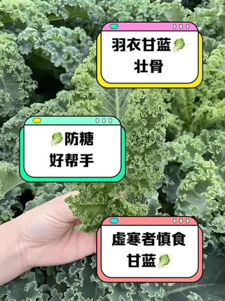 羽衣甘蓝榨汁副作用_羽衣甘蓝榨汁禁忌人群-第3张图片-山城妙识 羽衣甘蓝榨汁副作用_羽衣甘蓝榨汁禁忌人群-第3张图片-山城妙识