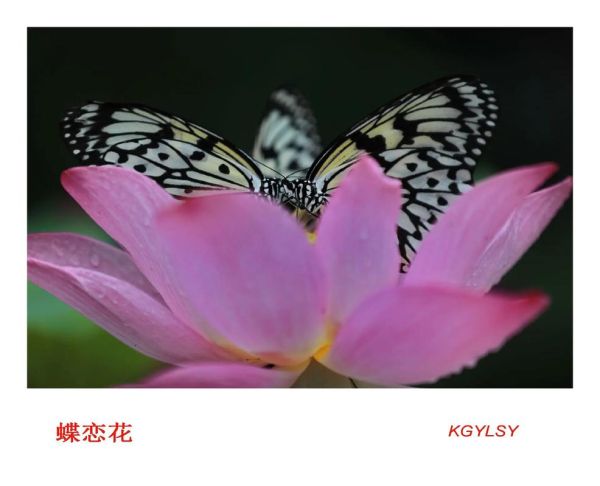 蝶恋花直播app怎么下载_蝶恋花直播app安全吗-第3张图片-山城妙识 蝶恋花直播app怎么下载_蝶恋花直播app安全吗-第3张图片-山城妙识