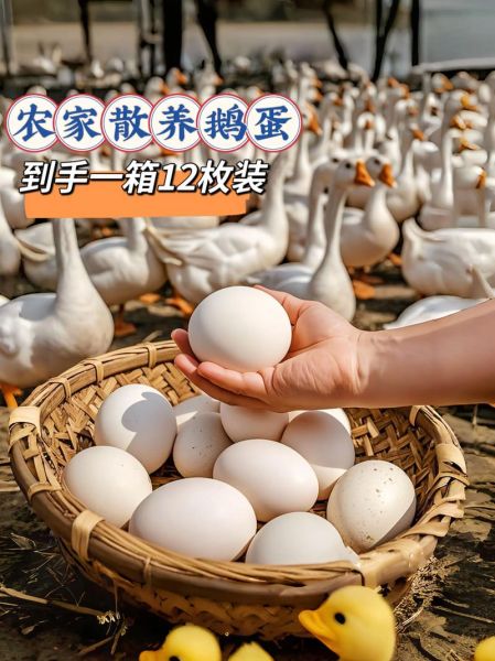 鹅蛋价格多少钱一斤_鹅蛋价格为何波动大-第3张图片-山城妙识 鹅蛋价格多少钱一斤_鹅蛋价格为何波动大-第3张图片-山城妙识