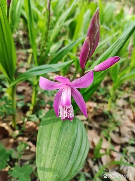 小白芨图片_小白芨长什么样-第3张图片-山城妙识 小白芨图片_小白芨长什么样-第3张图片-山城妙识