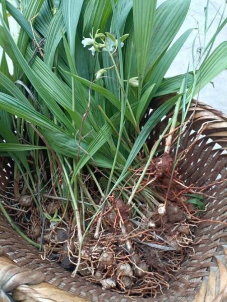 小白芨图片_小白芨长什么样-第1张图片-山城妙识 小白芨图片_小白芨长什么样-第1张图片-山城妙识