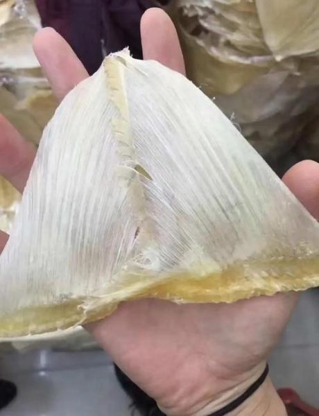 鱼翅是什么部位_鱼翅是鲨鱼的哪个部位-第1张图片-山城妙识