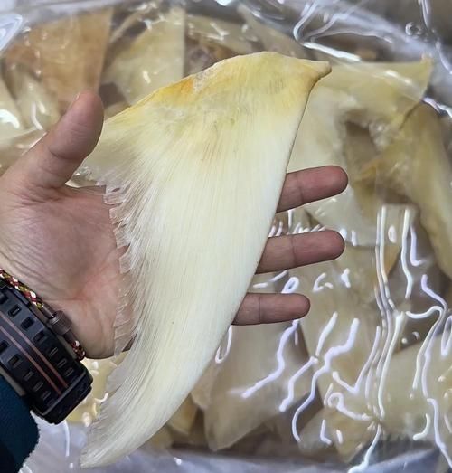 鱼翅是什么部位_鱼翅是鲨鱼的哪个部位-第2张图片-山城妙识