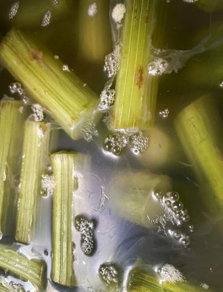 霉苋菜梗怎么腌制_霉苋菜梗腌制多久可以吃-第3张图片-山城妙识 霉苋菜梗怎么腌制_霉苋菜梗腌制多久可以吃-第3张图片-山城妙识