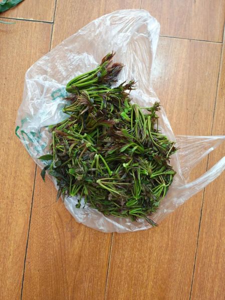 香椿头怎么做好吃_香椿头图片实拍细节-第3张图片-山城妙识 香椿头怎么做好吃_香椿头图片实拍细节-第3张图片-山城妙识