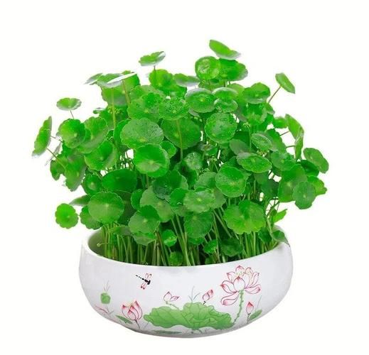铜钱草致癌是真的吗_铜钱草毒性成分解析-第2张图片-山城妙识 铜钱草致癌是真的吗_铜钱草毒性成分解析-第2张图片-山城妙识