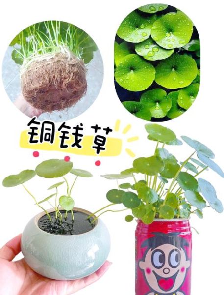 铜钱草致癌是真的吗_铜钱草毒性成分解析-第3张图片-山城妙识 铜钱草致癌是真的吗_铜钱草毒性成分解析-第3张图片-山城妙识
