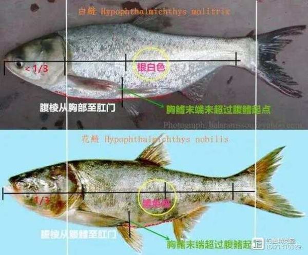 鲢鱼和鲢鳙是一种鱼吗_区别与联系全解析-第3张图片-山城妙识