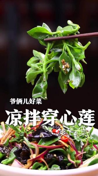 鲜穿心莲怎么吃_鲜穿心莲的吃法大全-第2张图片-山城妙识 鲜穿心莲怎么吃_鲜穿心莲的吃法大全-第2张图片-山城妙识