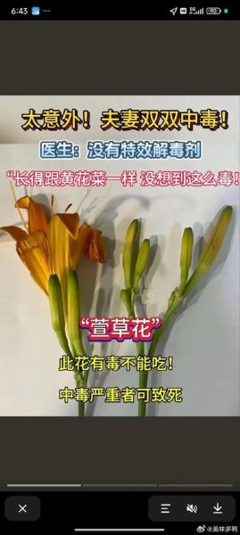 黄花菜轻微中毒的症状_多久能好-第3张图片-山城妙识 黄花菜轻微中毒的症状_多久能好-第3张图片-山城妙识