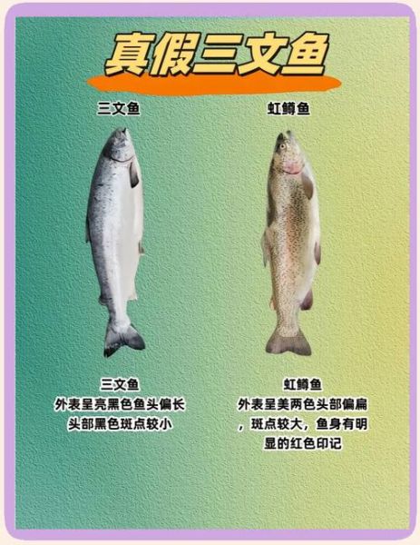 虹鳟鱼是什么鱼_虹鳟鱼和三文鱼的区别-第1张图片-山城妙识 虹鳟鱼是什么鱼_虹鳟鱼和三文鱼的区别-第1张图片-山城妙识
