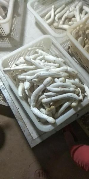 鸡腿菇图片高清_如何挑选新鲜鸡腿菇-第3张图片-山城妙识 鸡腿菇图片高清_如何挑选新鲜鸡腿菇-第3张图片-山城妙识