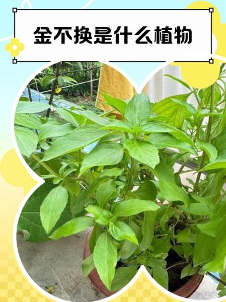 金不换长什么样_金不换草药图片怎么认-第1张图片-山城妙识 金不换长什么样_金不换草药图片怎么认-第1张图片-山城妙识