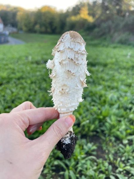 鸡腿菇图片高清_如何挑选新鲜鸡腿菇-第2张图片-山城妙识 鸡腿菇图片高清_如何挑选新鲜鸡腿菇-第2张图片-山城妙识