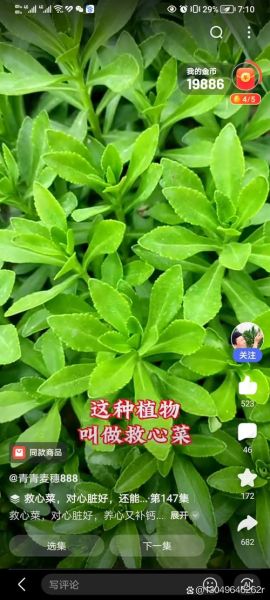高钙养心菜是骗局吗_高钙养心菜真相揭秘-第2张图片-山城妙识 高钙养心菜是骗局吗_高钙养心菜真相揭秘-第2张图片-山城妙识