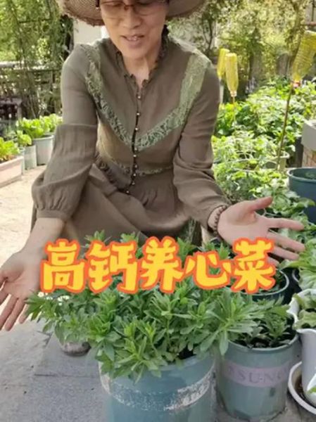 高钙养心菜是骗局吗_高钙养心菜真相揭秘-第3张图片-山城妙识 高钙养心菜是骗局吗_高钙养心菜真相揭秘-第3张图片-山城妙识