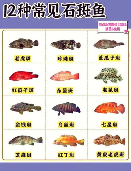 龙趸鱼怎么读_龙趸鱼是什么鱼-第1张图片-山城妙识 龙趸鱼怎么读_龙趸鱼是什么鱼-第1张图片-山城妙识