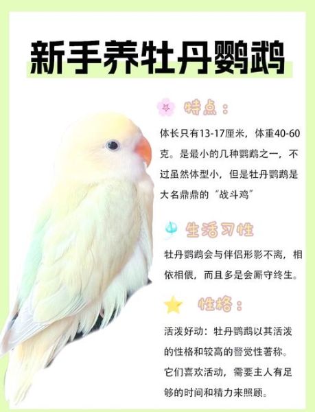 牡丹鹦鹉怎么养_牡丹鹦鹉会说话吗-第1张图片-山城妙识 牡丹鹦鹉怎么养_牡丹鹦鹉会说话吗-第1张图片-山城妙识