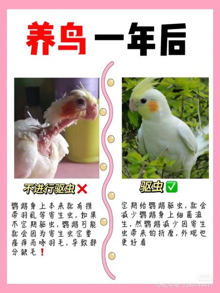 牡丹鹦鹉怎么养_牡丹鹦鹉会说话吗-第2张图片-山城妙识 牡丹鹦鹉怎么养_牡丹鹦鹉会说话吗-第2张图片-山城妙识