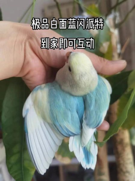 牡丹鹦鹉怎么养_牡丹鹦鹉会说话吗-第3张图片-山城妙识 牡丹鹦鹉怎么养_牡丹鹦鹉会说话吗-第3张图片-山城妙识