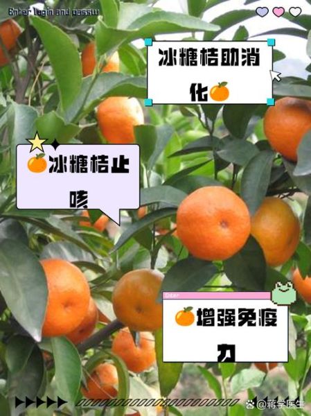 桔子降火吗_桔子的功效与作用-第3张图片-山城妙识 桔子降火吗_桔子的功效与作用-第3张图片-山城妙识