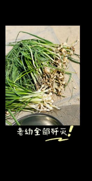小根蒜怎么腌制好吃_小根蒜腌制方法家常做法-第2张图片-山城妙识 小根蒜怎么腌制好吃_小根蒜腌制方法家常做法-第2张图片-山城妙识