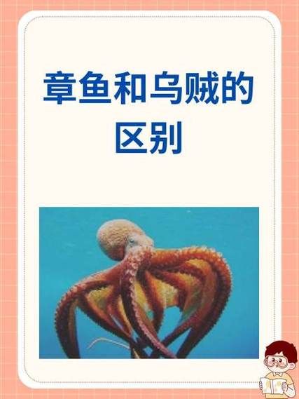 乌贼的营养价值有哪些_乌贼和鱿鱼营养区别-第2张图片-山城妙识 乌贼的营养价值有哪些_乌贼和鱿鱼营养区别-第2张图片-山城妙识