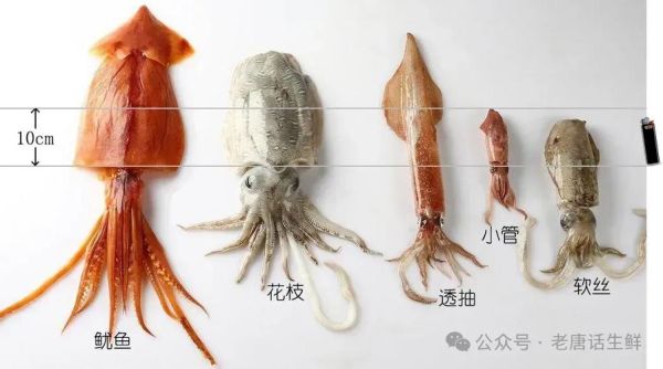 乌贼的营养价值有哪些_乌贼和鱿鱼营养区别-第3张图片-山城妙识 乌贼的营养价值有哪些_乌贼和鱿鱼营养区别-第3张图片-山城妙识