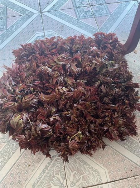 香椿芽多少钱一斤_香椿芽价格走势-第3张图片-山城妙识 香椿芽多少钱一斤_香椿芽价格走势-第3张图片-山城妙识