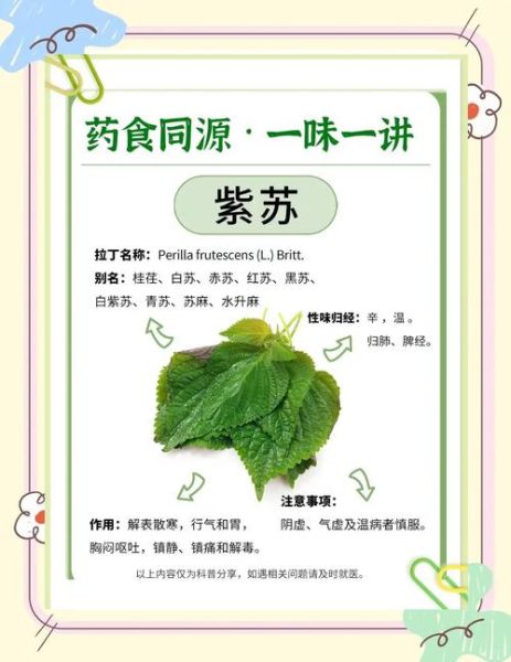 紫苏怎么保存_紫苏的家常吃法有哪些-第2张图片-山城妙识 紫苏怎么保存_紫苏的家常吃法有哪些-第2张图片-山城妙识