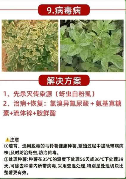 马铃薯晚疫病防治方法_马铃薯晚疫病用什么药-第3张图片-山城妙识 马铃薯晚疫病防治方法_马铃薯晚疫病用什么药-第3张图片-山城妙识