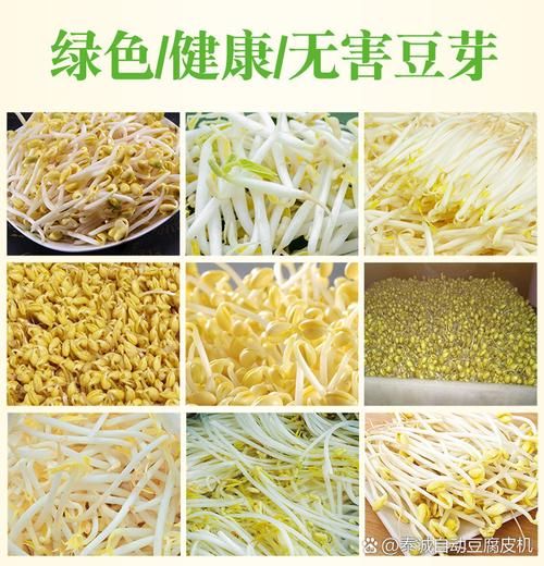 豆芽机怎么用_豆芽机使用步骤详解-第3张图片-山城妙识 豆芽机怎么用_豆芽机使用步骤详解-第3张图片-山城妙识