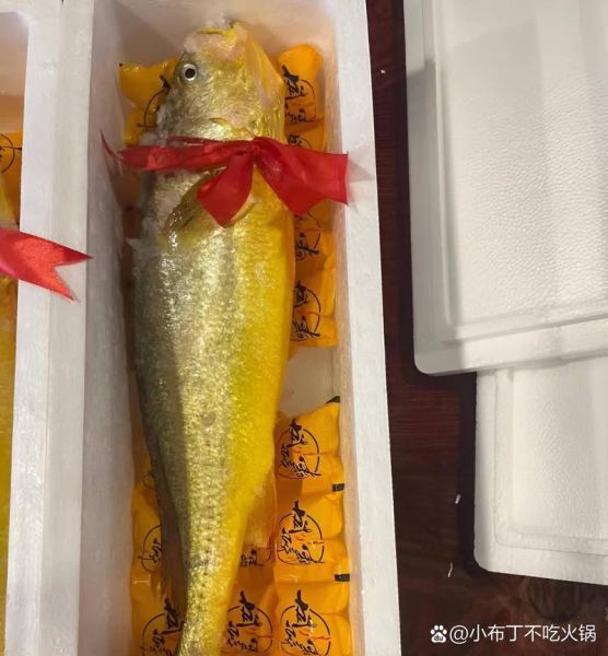 黄鱼多少钱一斤_野生大黄鱼价格-第3张图片-山城妙识