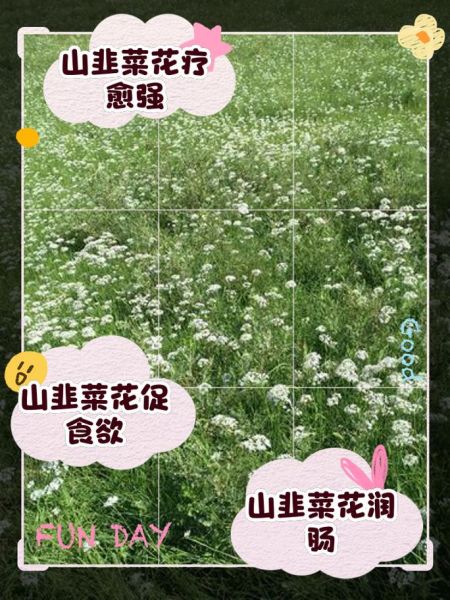 韭菜开花了还能吃吗_韭菜花食用价值与注意事项-第1张图片-山城妙识 韭菜开花了还能吃吗_韭菜花食用价值与注意事项-第1张图片-山城妙识