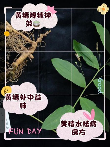 黄精能提高性功能吗_男人吃黄精多久见效-第2张图片-山城妙识