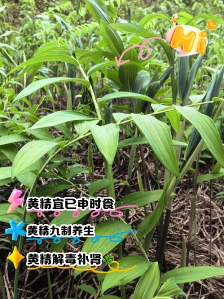 黄精能提高性功能吗_男人吃黄精多久见效-第1张图片-山城妙识