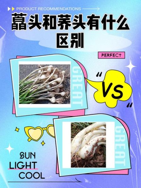荞头和蒜头的区别_荞头是不是蒜头-第2张图片-山城妙识