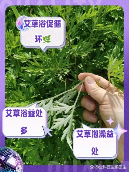 艾叶煮水的正确方法_艾叶煮水有什么功效-第3张图片-山城妙识