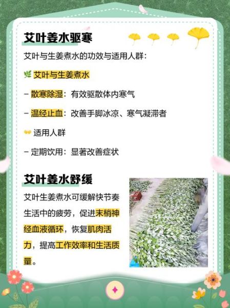 艾叶煮水的正确方法_艾叶煮水有什么功效-第2张图片-山城妙识